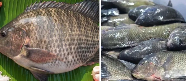 FEEDING FOR TILAPIA ACCORDING TO AGE · Soluap